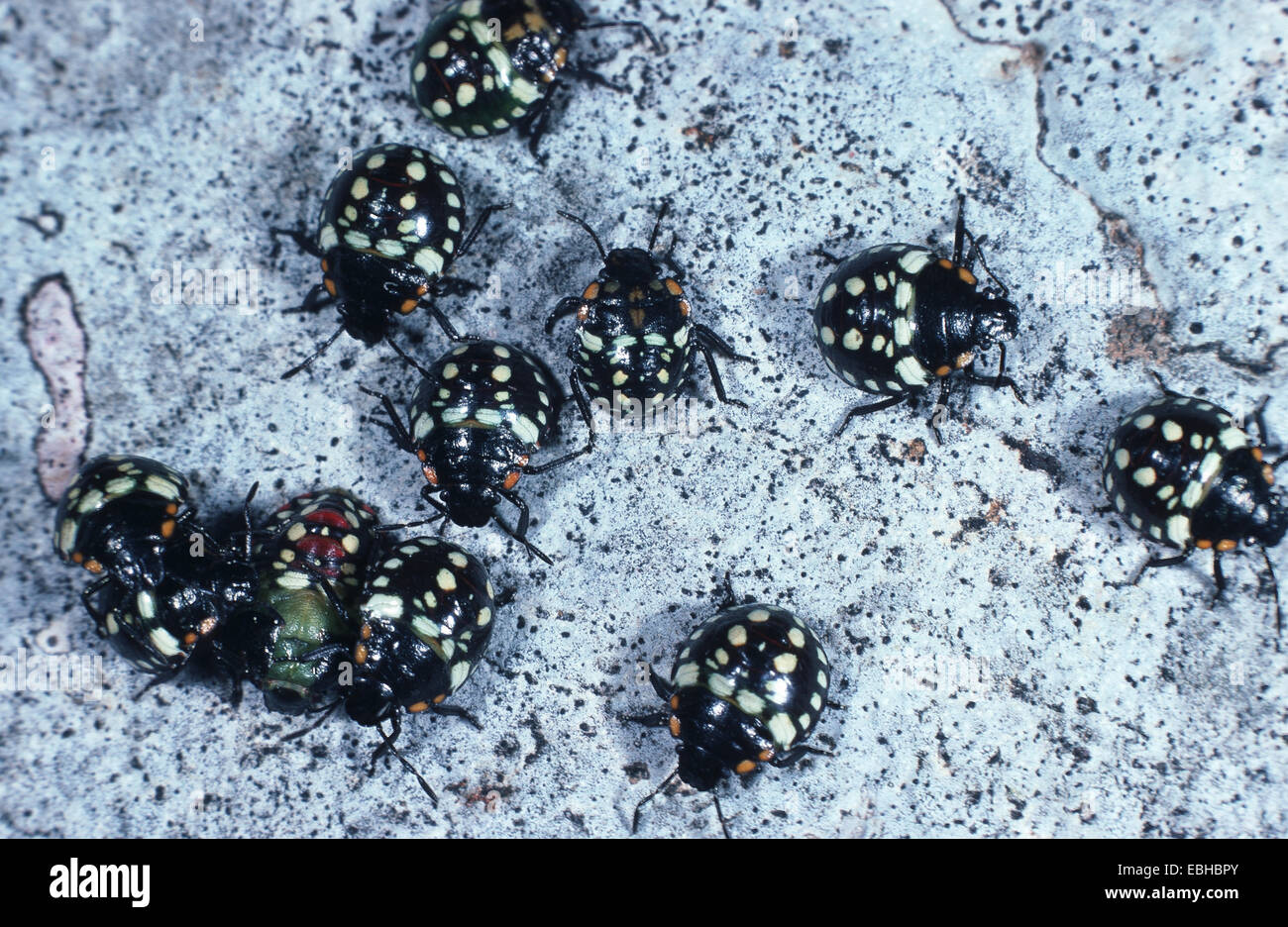 bug (Nezara viridula Stock Photo - Alamy