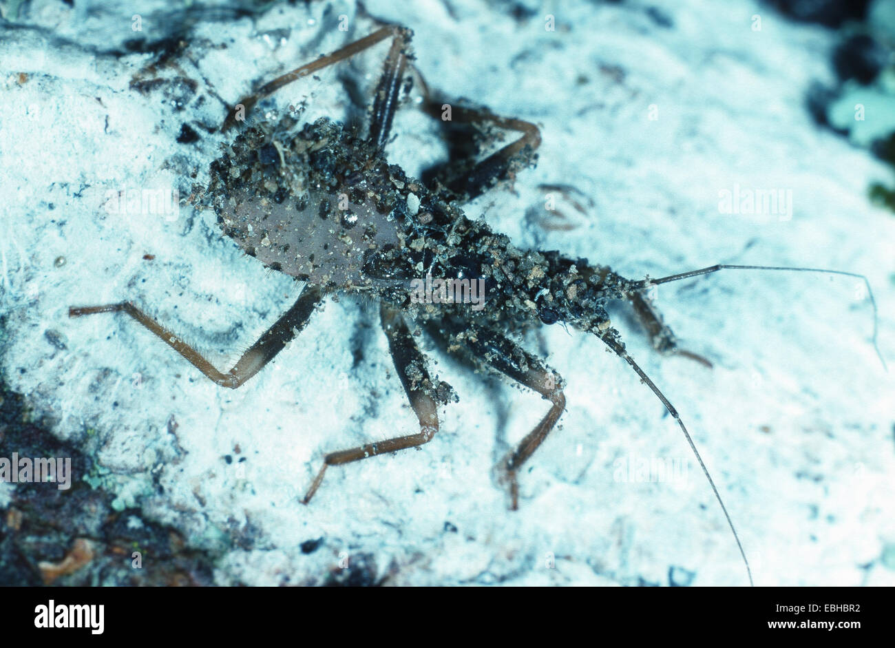 masked hunter bug (fly bug) (Reduvius personatus Stock Photo - Alamy