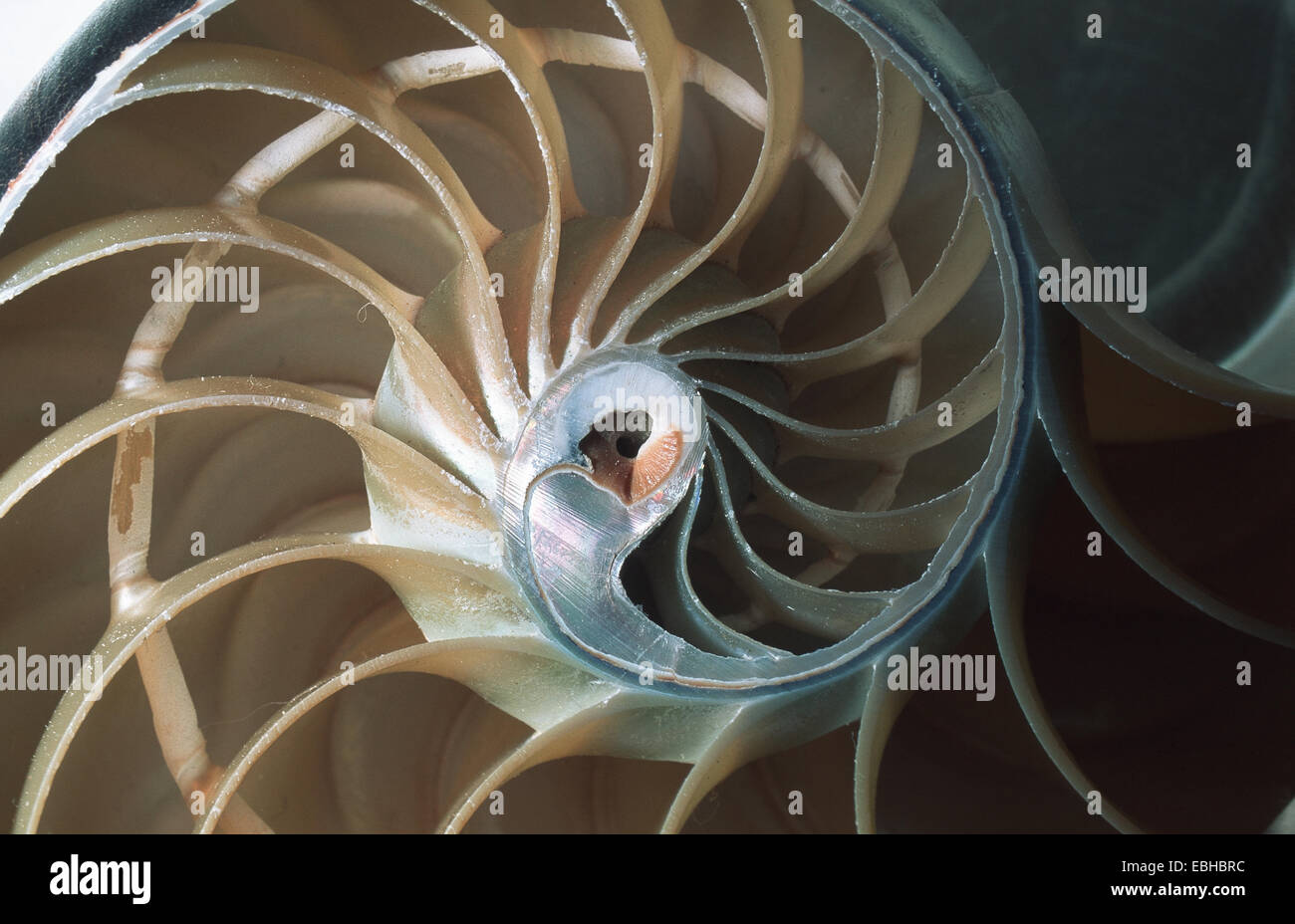 chambered nautiluses, pearly nautiluses (Nautilus spec.), section ...