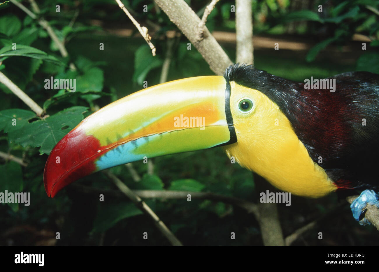 Tucans hi-res stock photography and images - Alamy