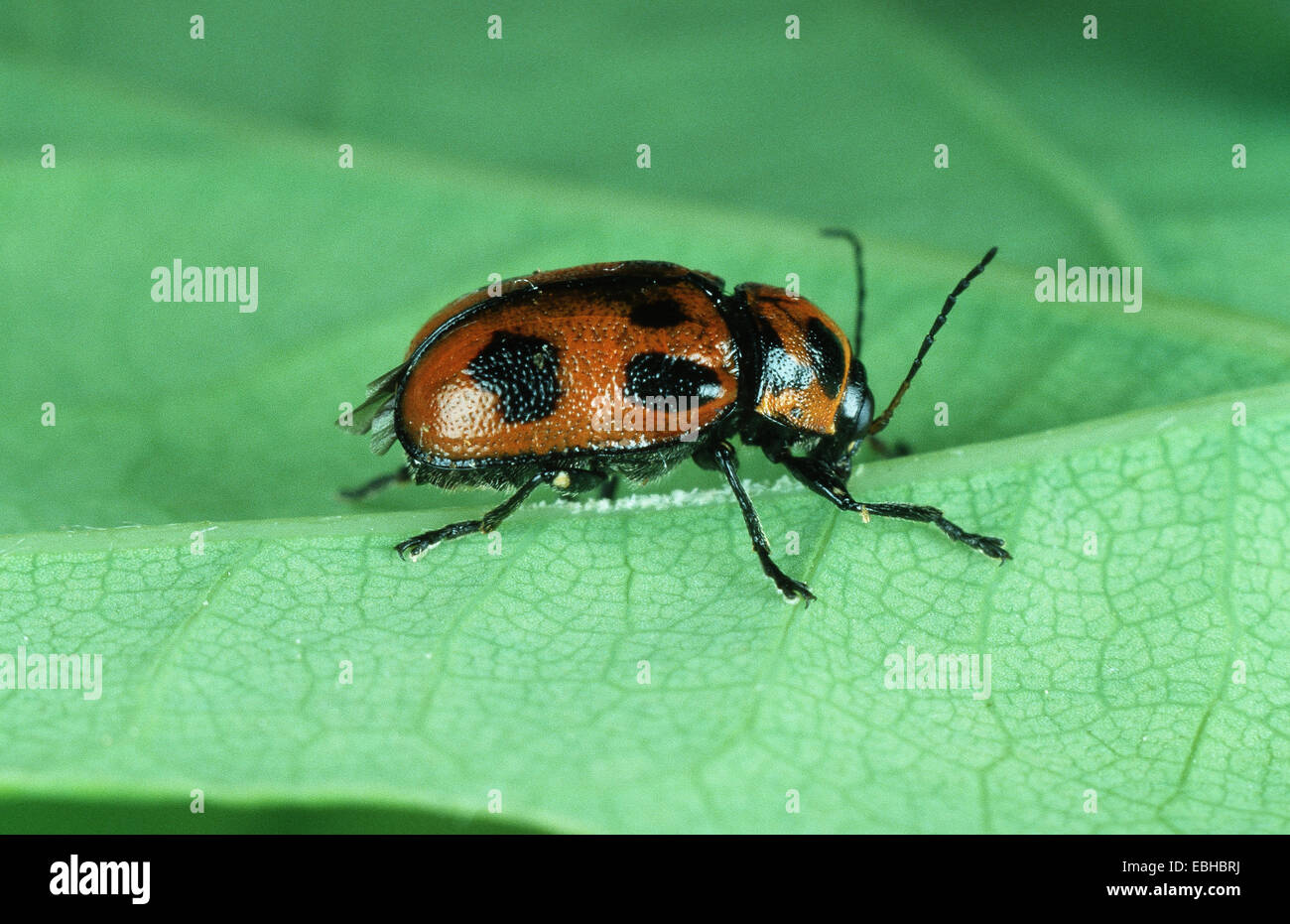 Cryptocephalus sexpunctatus hi-res stock photography and images - Alamy