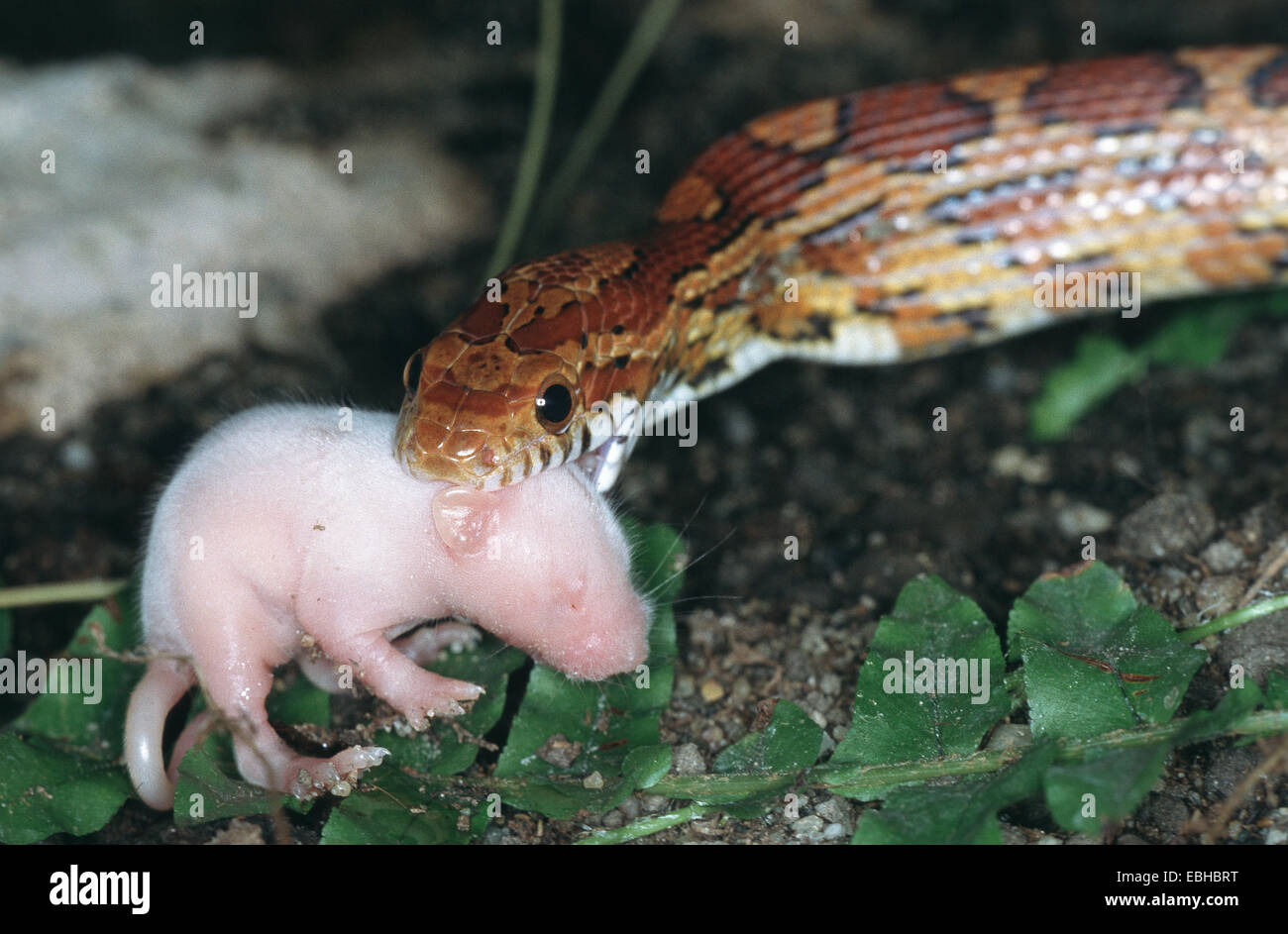 corn snake (Elaphe guttata Stock Photo - Alamy