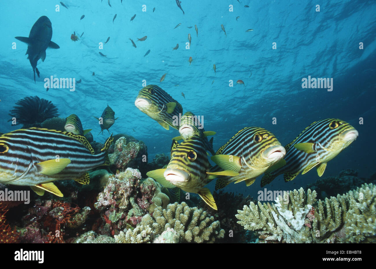 Oriental sweetlip (Plectorhinchus orientalis Stock Photo - Alamy