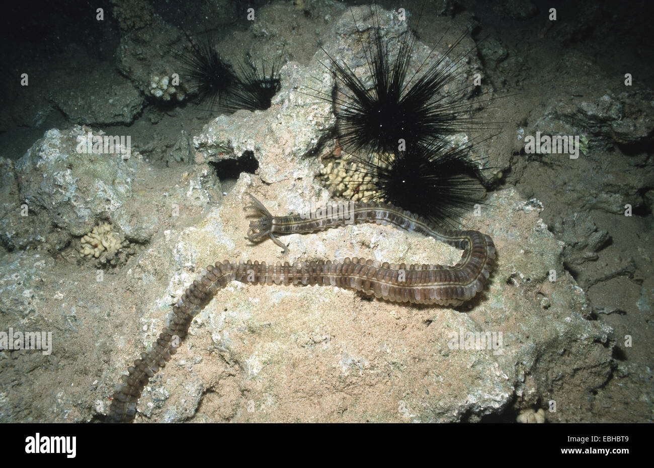 spotted barrel gurkhin (Synapta maculata Stock Photo - Alamy