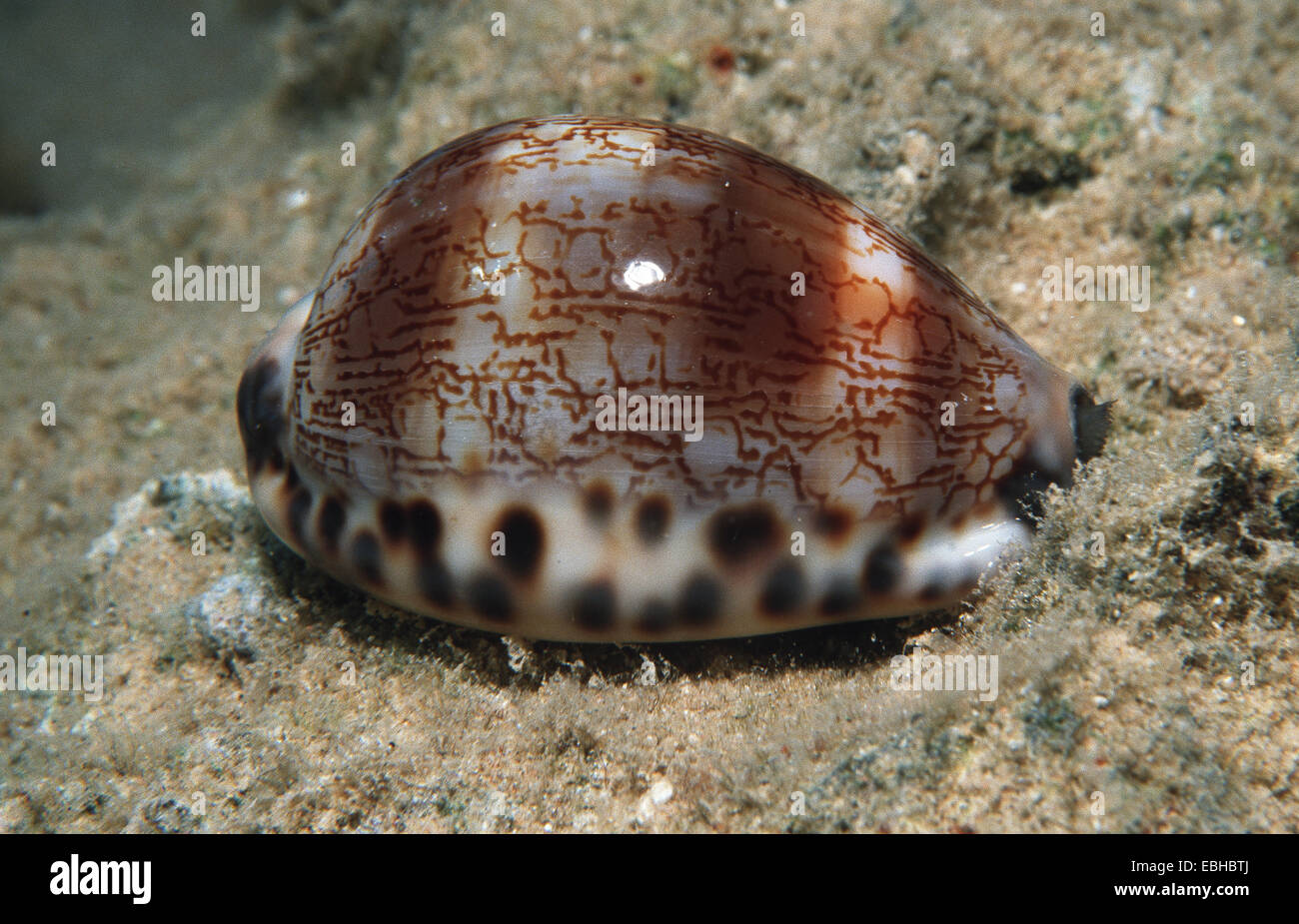 Arabian cowrie (Mauritia arabica Stock Photo - Alamy