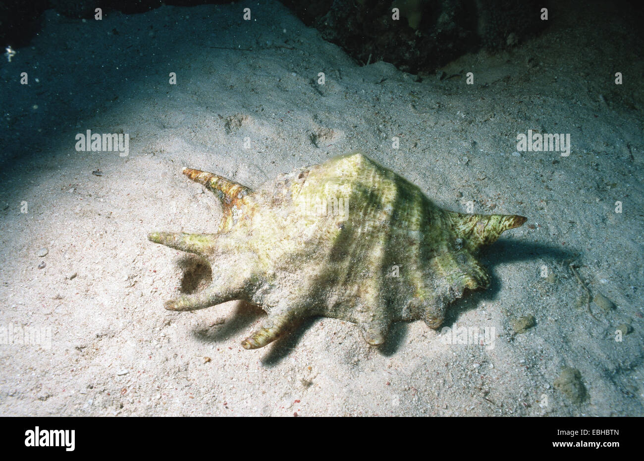 Common spider conch hi-res stock photography and images - Alamy