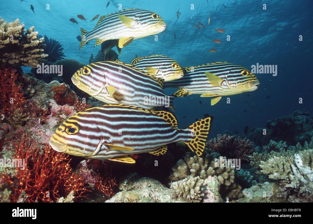 Oriental sweetlip (Plectorhinchus orientalis Stock Photo - Alamy