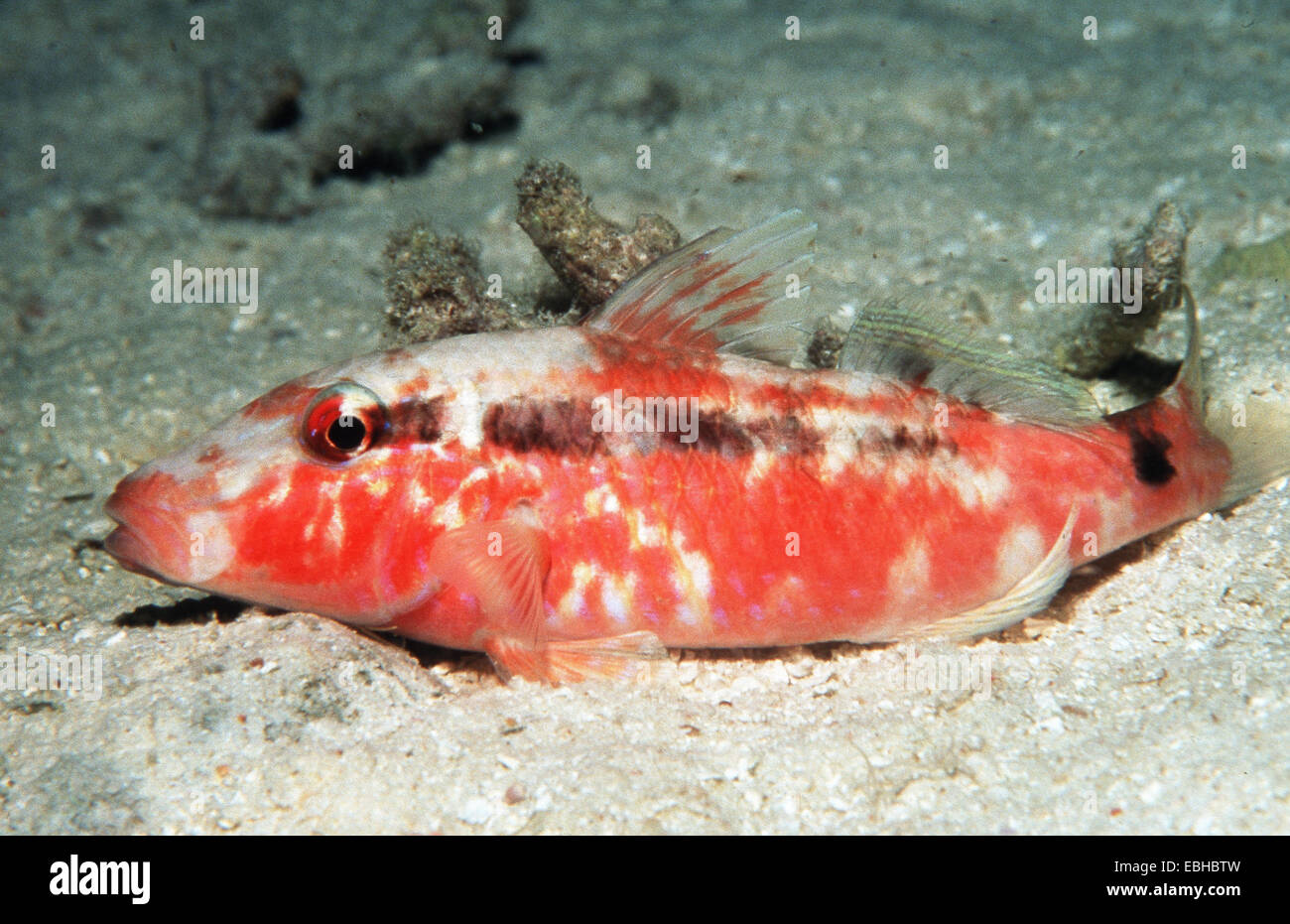 Goat fish hi-res stock photography and images - Alamy
