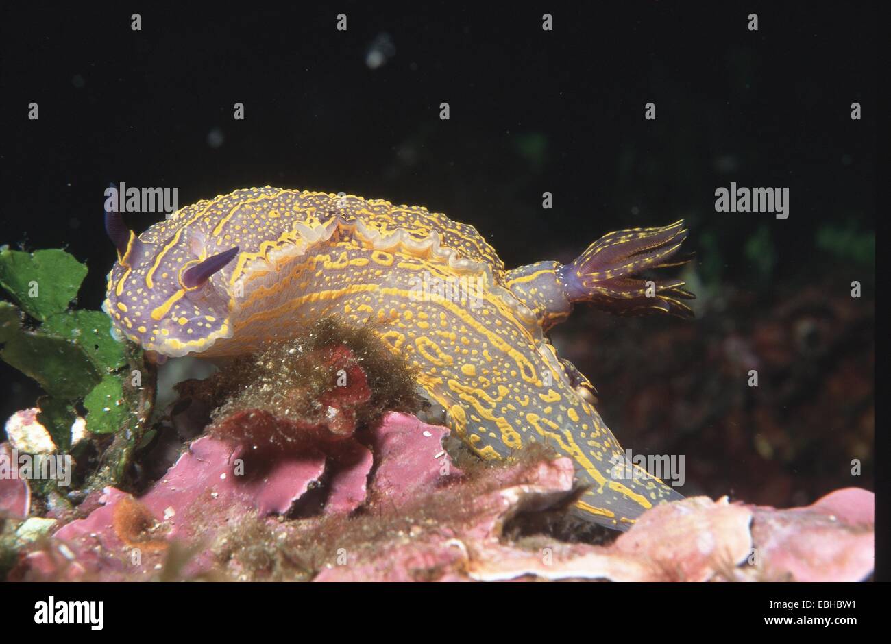 sea slug (Hypselodoris elegans Stock Photo - Alamy
