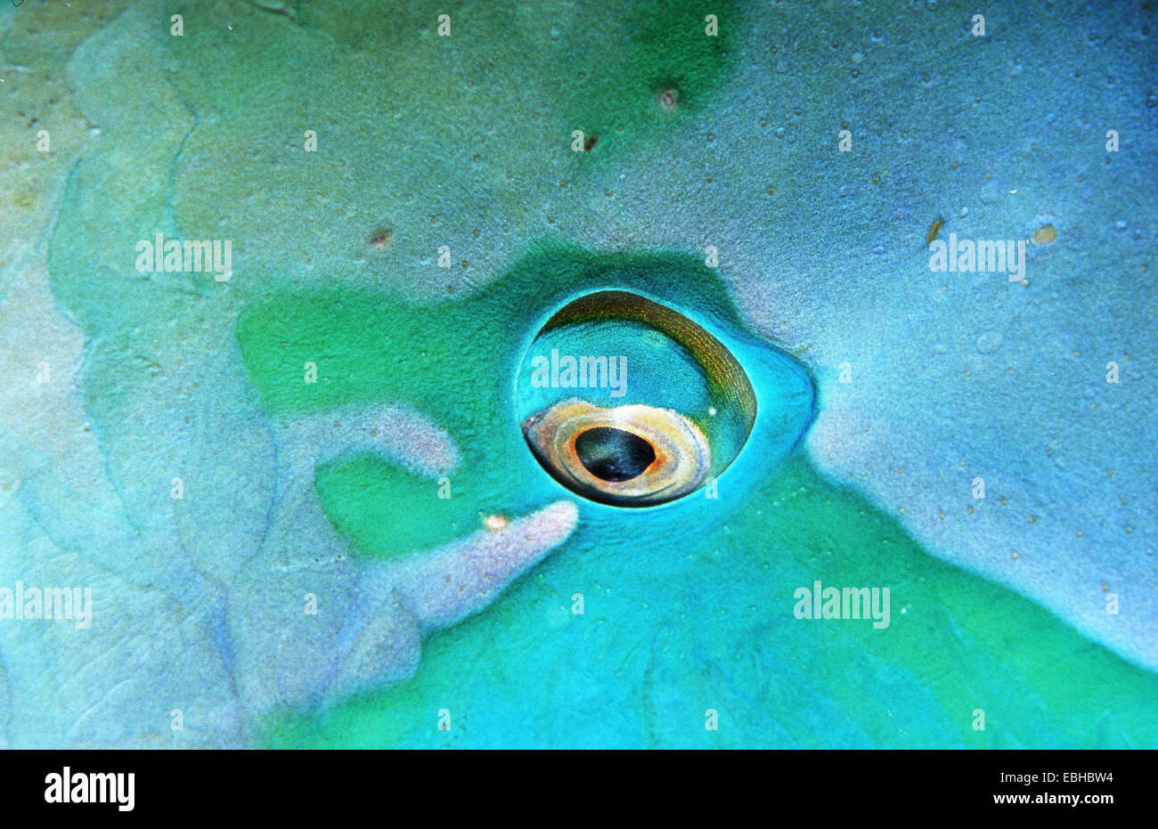 Scarus gibbus hi-res stock photography and images - Alamy