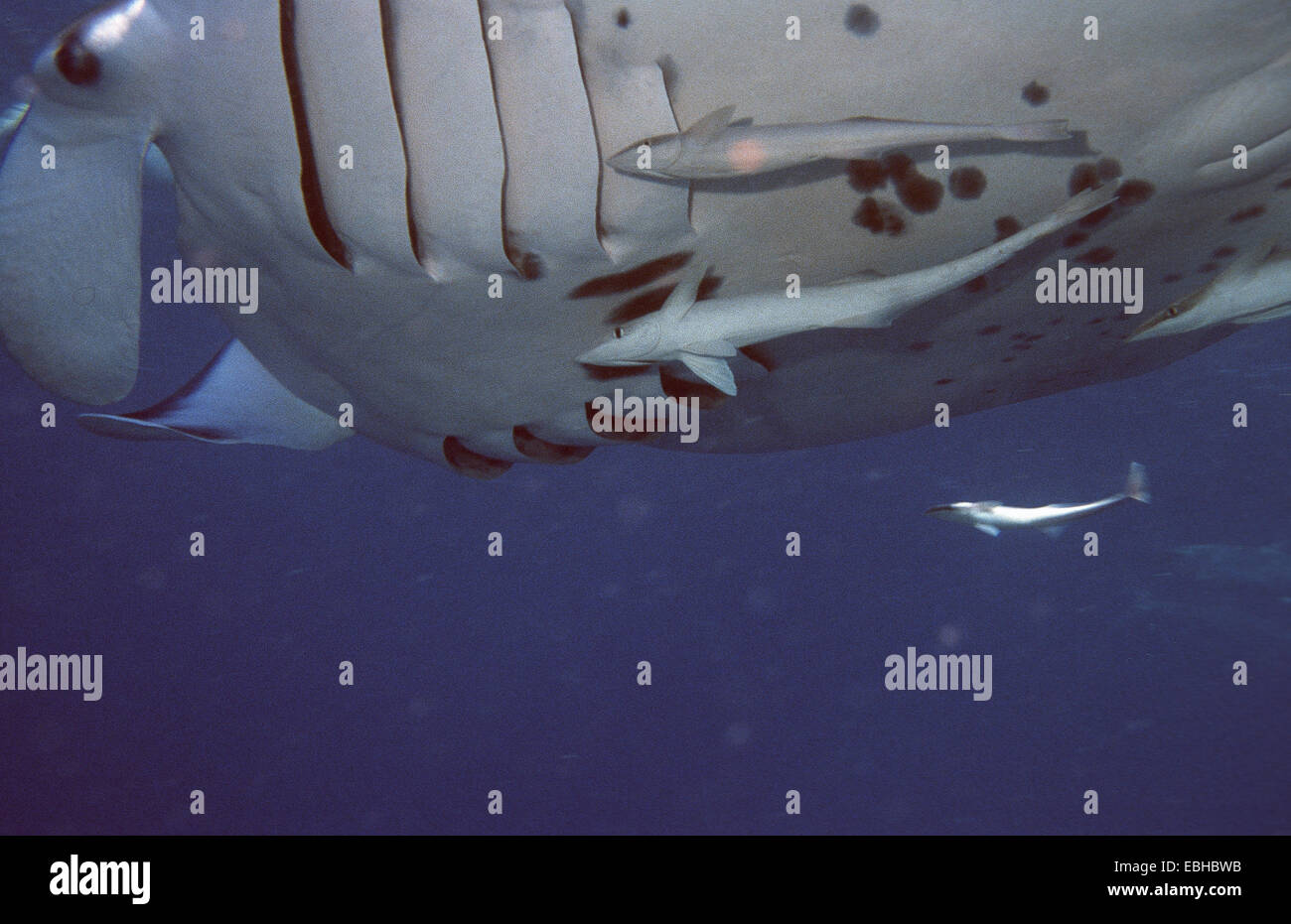 manta, Atlantic manta, giant devil ray, giant manta (Echeneis naucrates ...