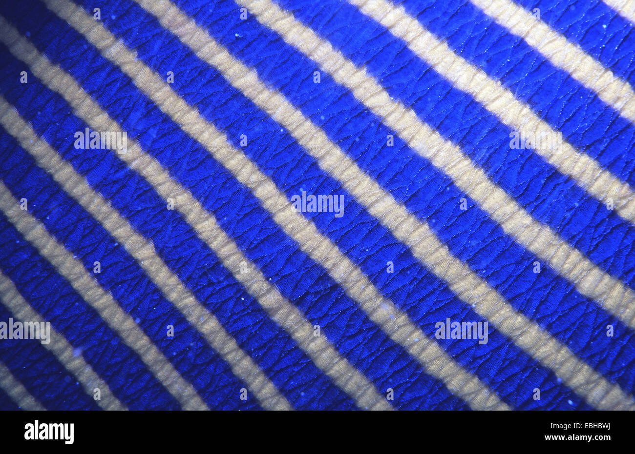 emperor angelfish, imperial angelfish (Pomacanthus imperator Stock ...