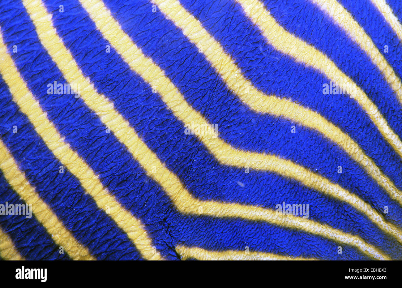 emperor angelfish, imperial angelfish (Pomacanthus imperator Stock ...