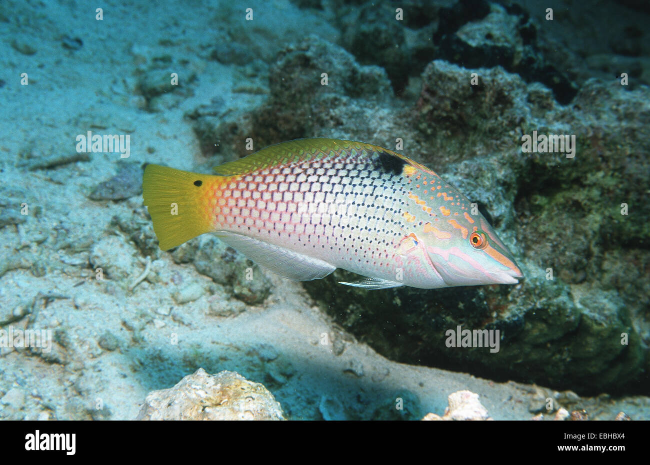 checkerboard wrasse (Halichoeres hortulanus Stock Photo - Alamy