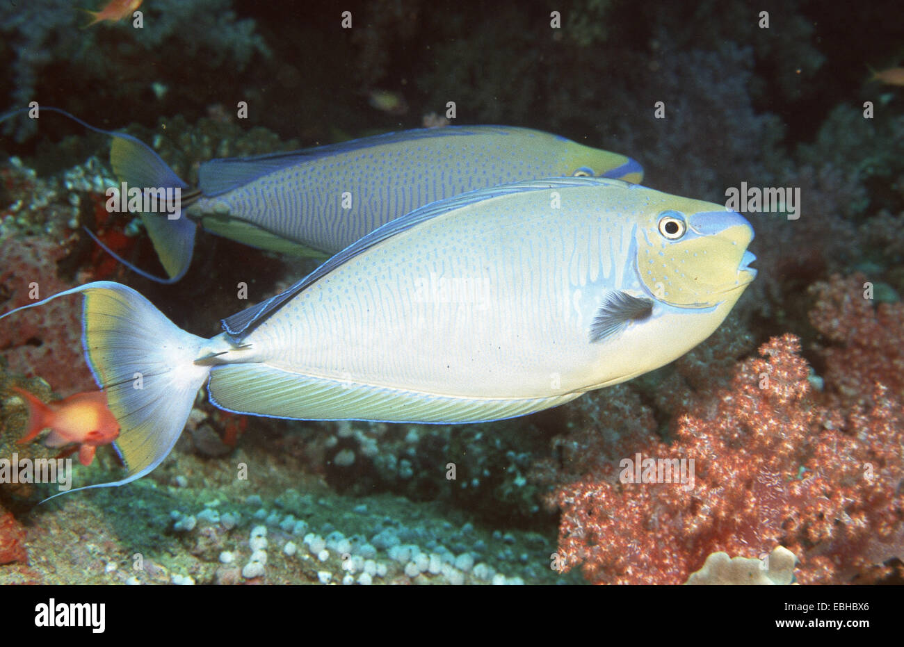 bignose unicornfish, zebra unicornfish, Vlamings unicornfish (Naso ...