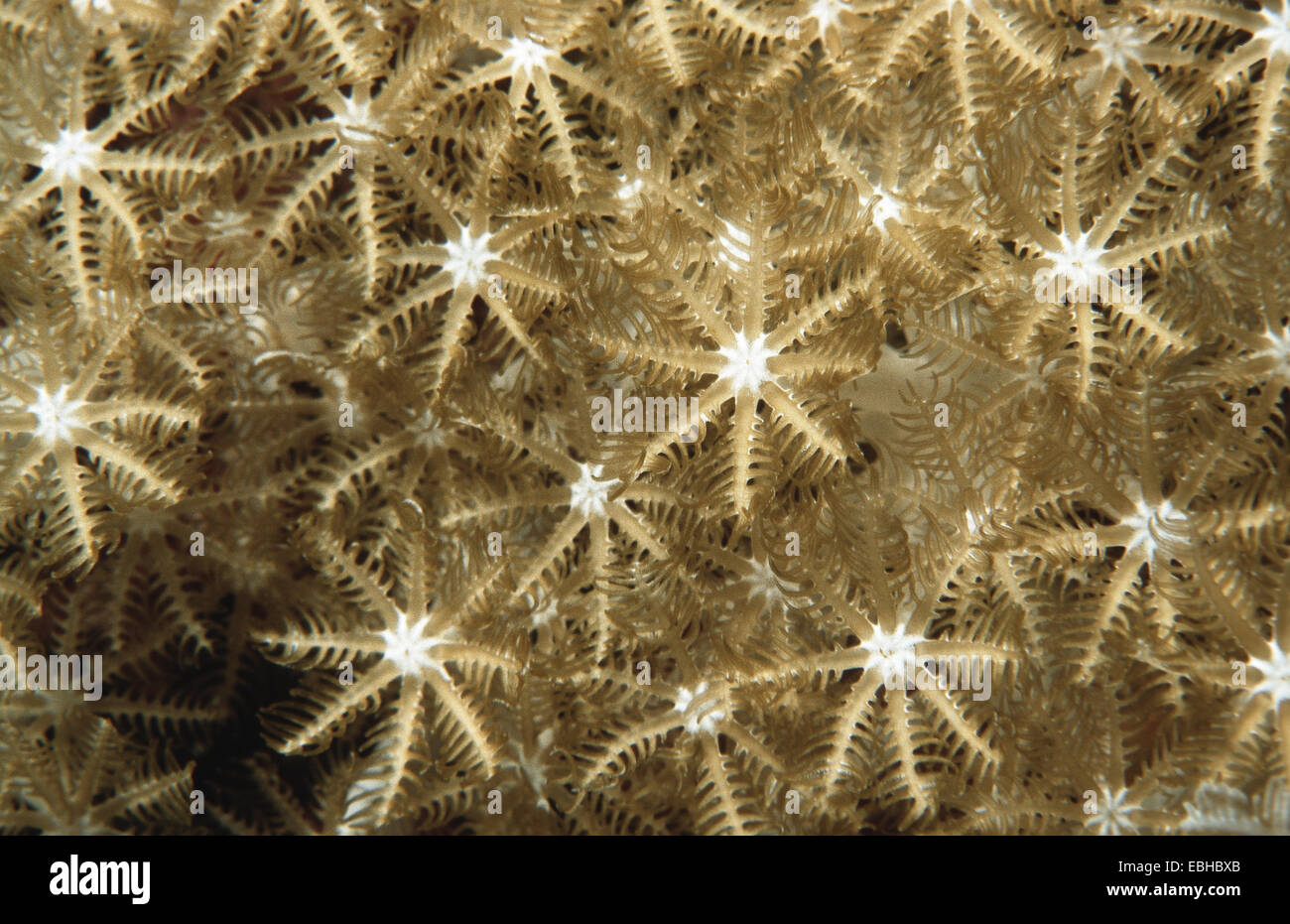 coral (Heteroxenia fuscescens Stock Photo - Alamy