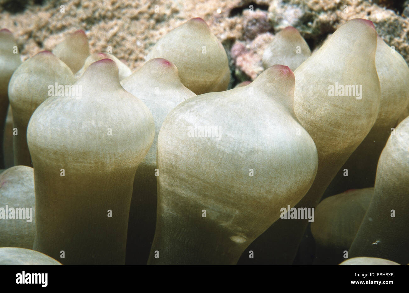 four-colored anemone, bubble-tip anemone, bulb-tip anemone, bulb ...