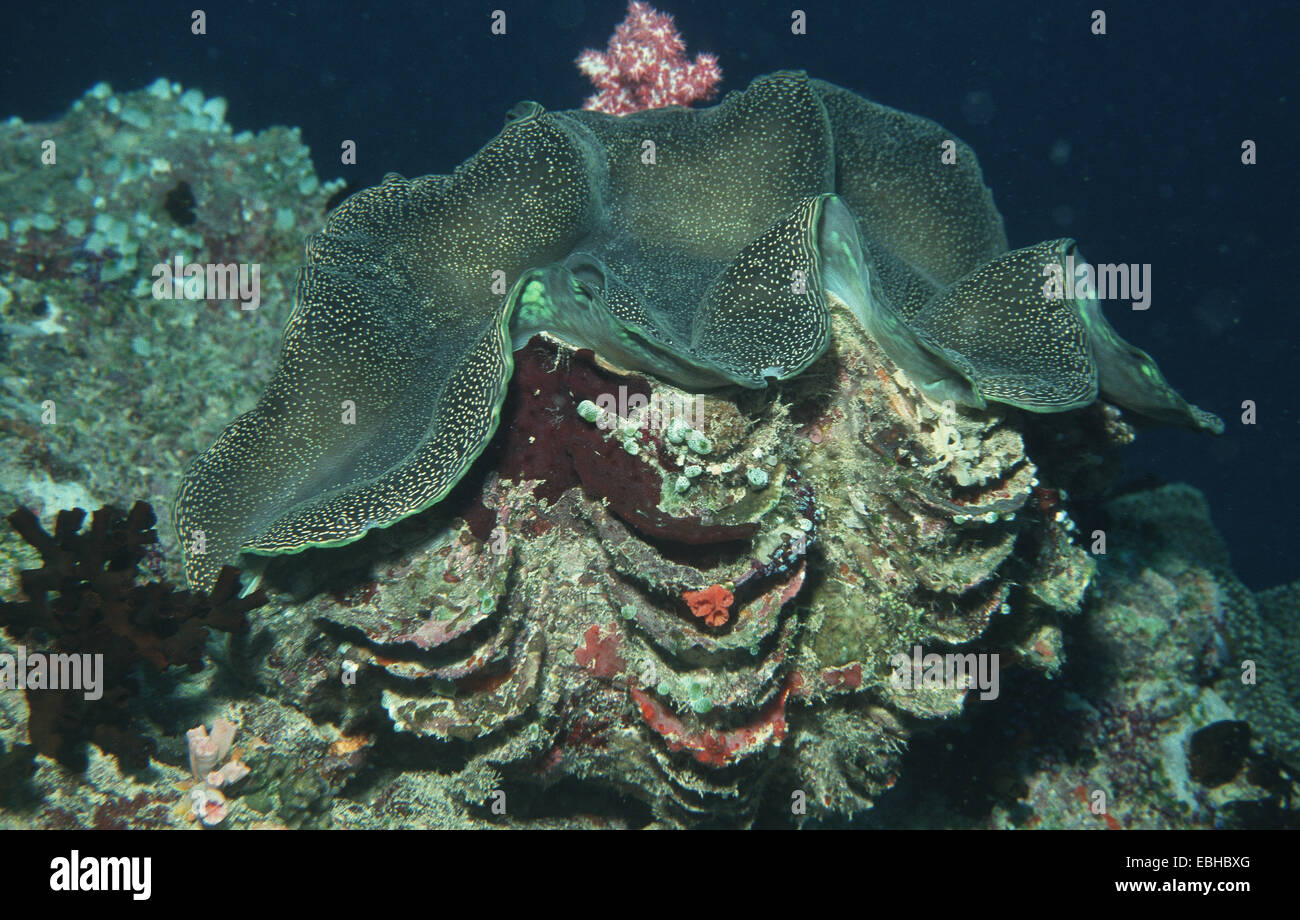 fluted giant clam, giant fluted clam, fluted clam, scaly clam (Tridacna ...