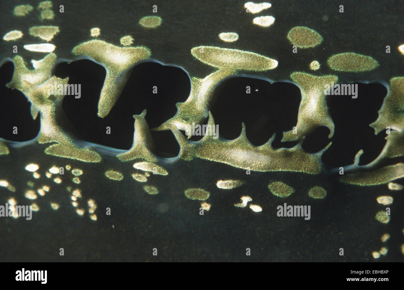 fluted giant clam, giant fluted clam, fluted clam, scaly clam (Tridacna ...