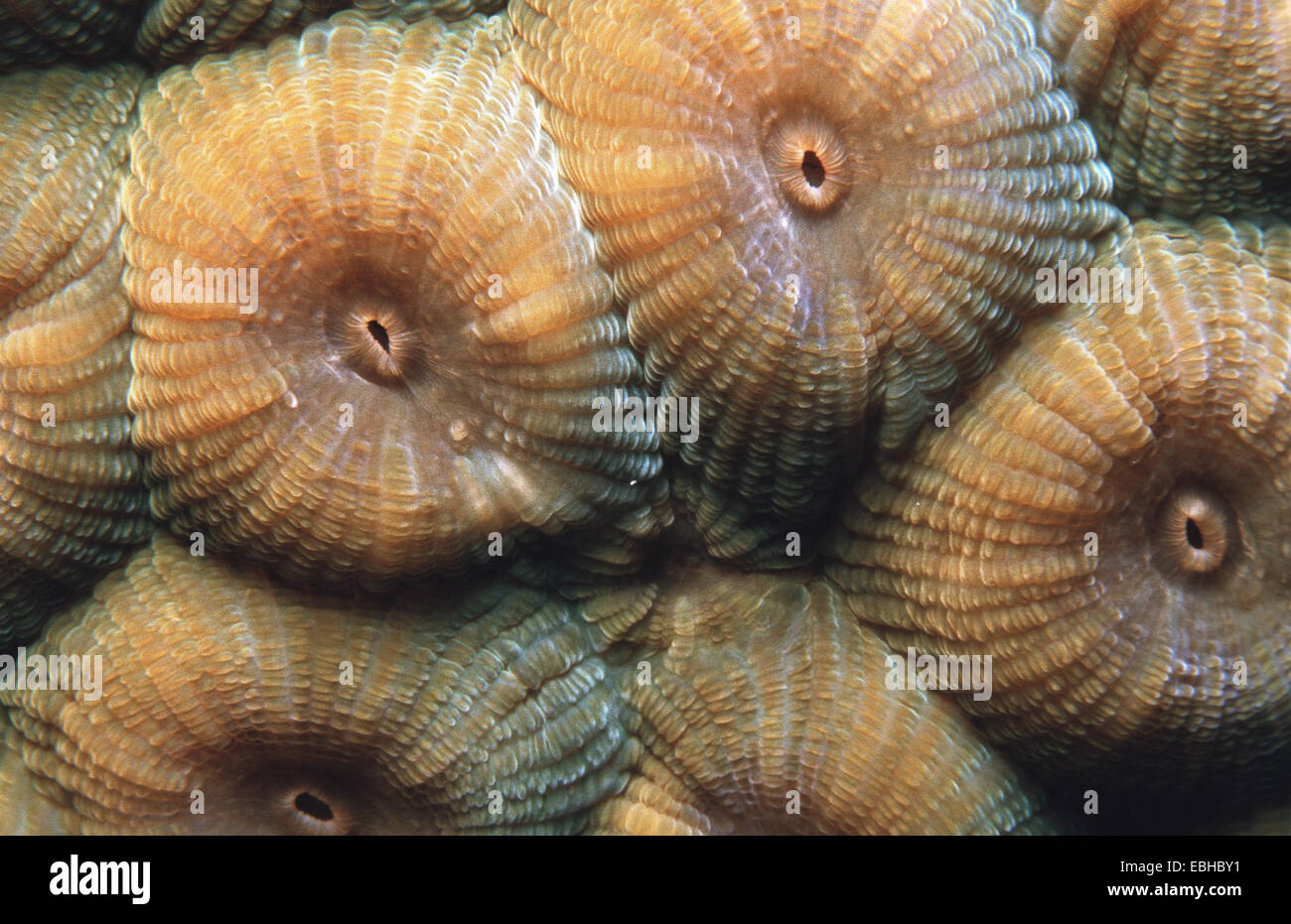 great star coral, large star coral (Montastrea cavernosa Stock Photo ...