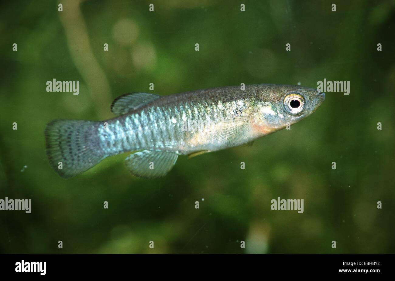toothcarp (Valencia letourneuxi Stock Photo - Alamy