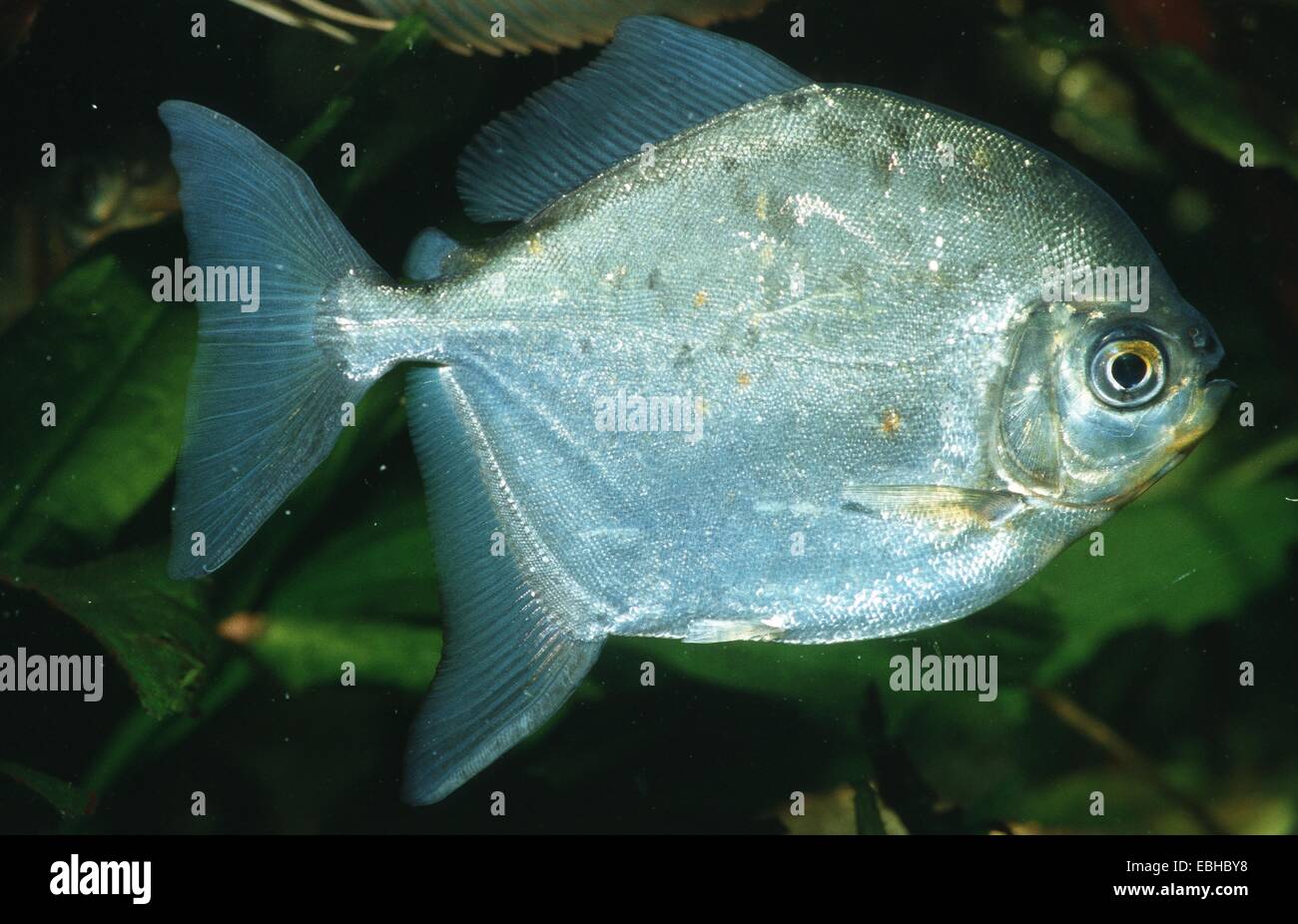 Myleus High Resolution Stock Photography and Images - Alamy