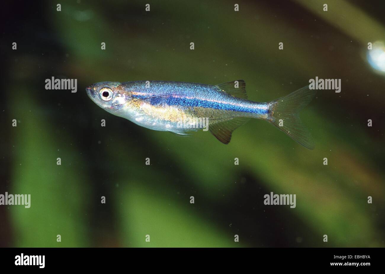 Chela hi-res stock photography and images - Alamy