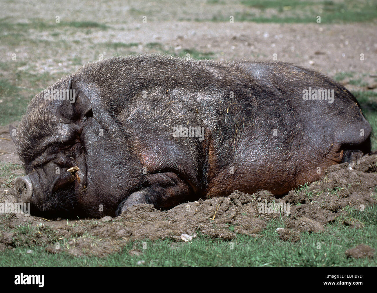 domestic pig (Sus scrofa f. domestica Stock Photo - Alamy