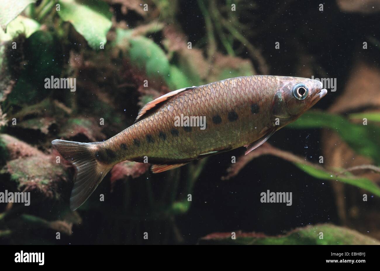 Raiamas hi-res stock photography and images - Alamy