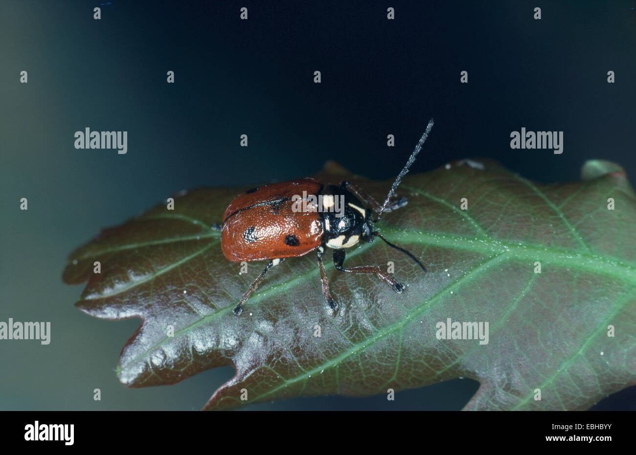 beetle (Cryptocephalus octopunctatus Stock Photo - Alamy