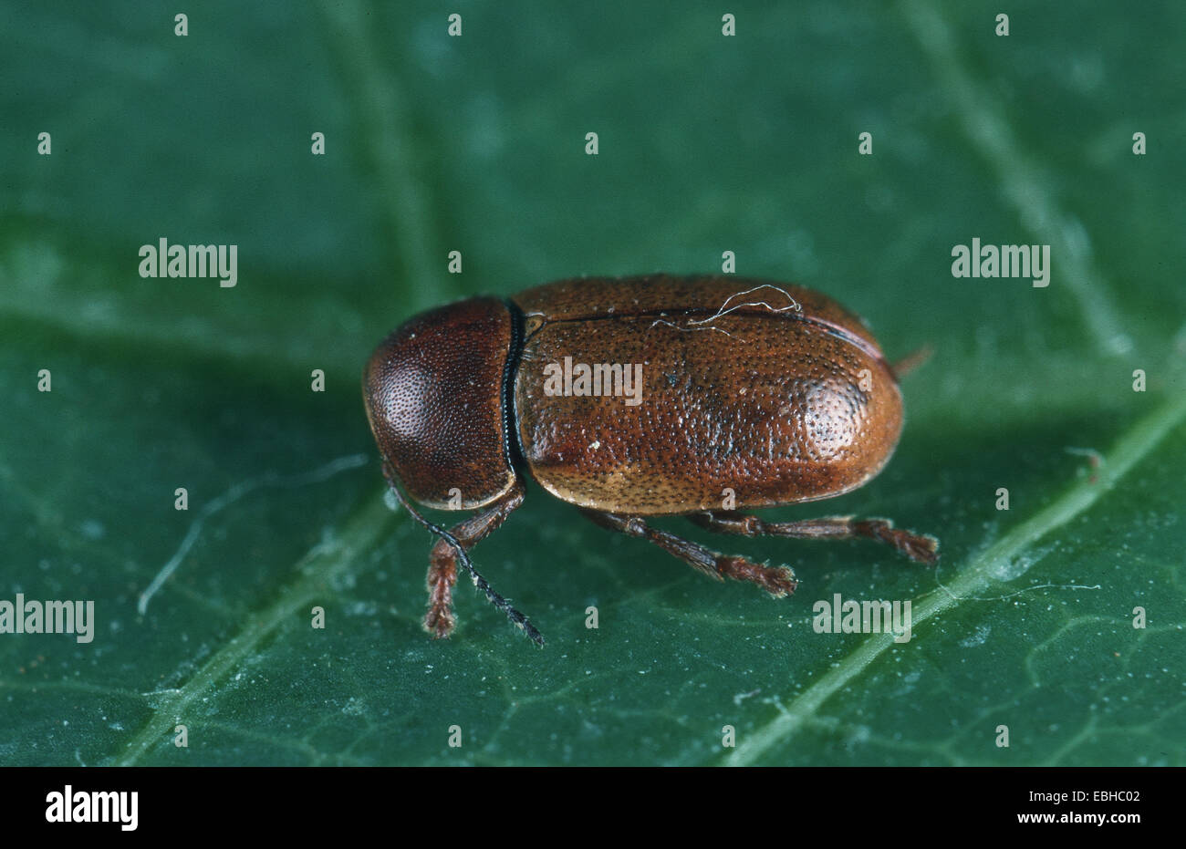 beetle (Cryptocephalus pini Stock Photo - Alamy