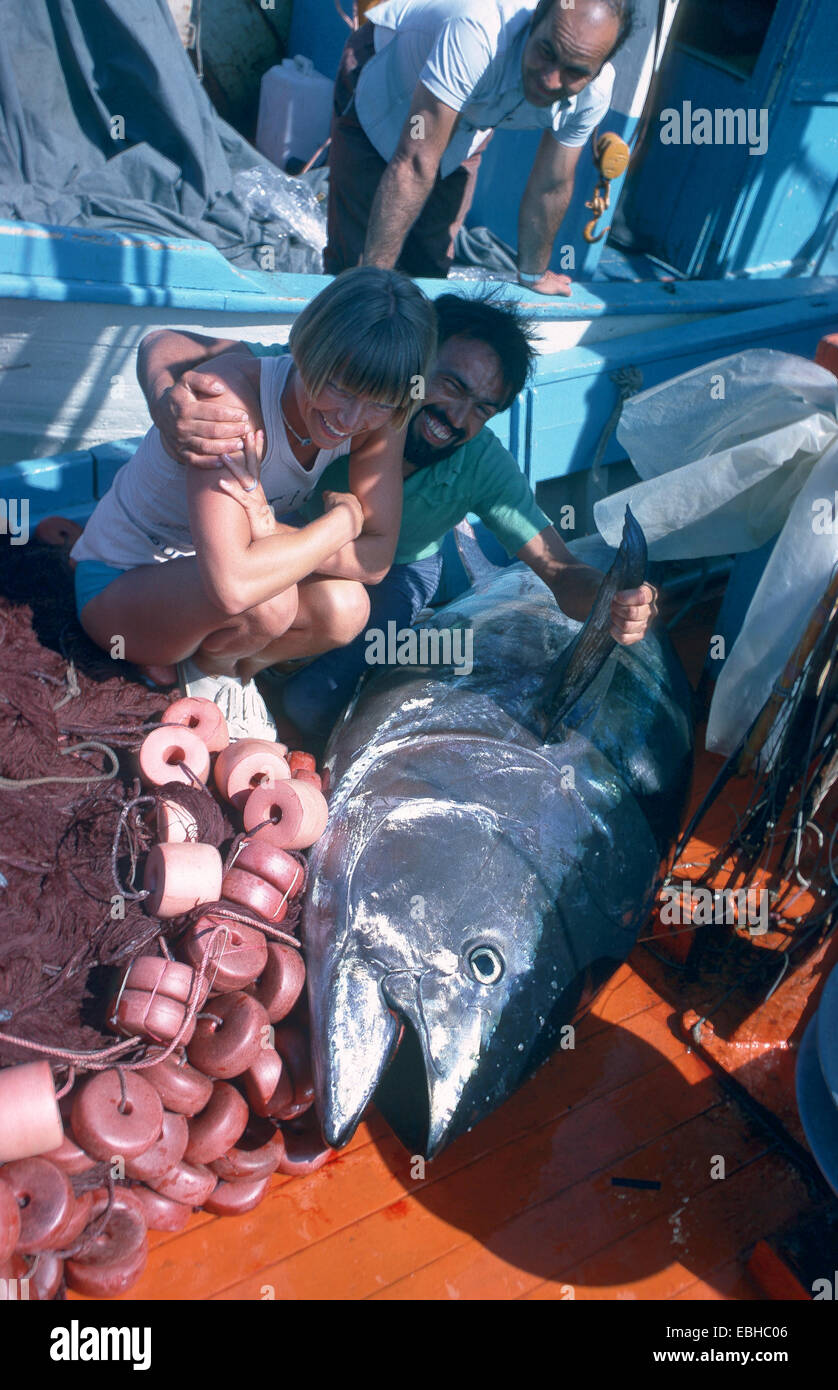 tunny, blue-fin tuna, blue-finned tuna, northern bluefin tuna (Thunnus ...