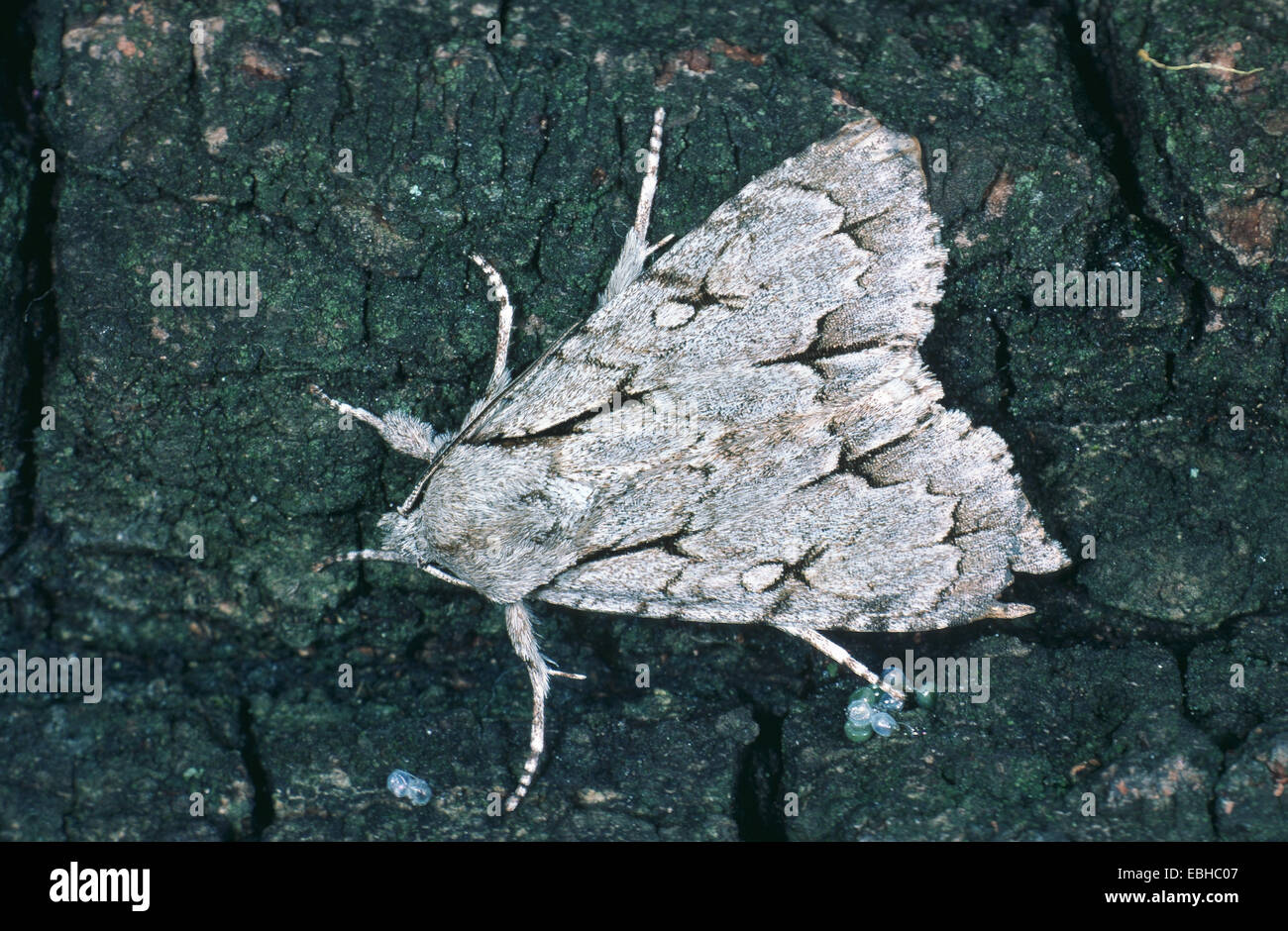 grey dagger (Acronicta psi Stock Photo - Alamy