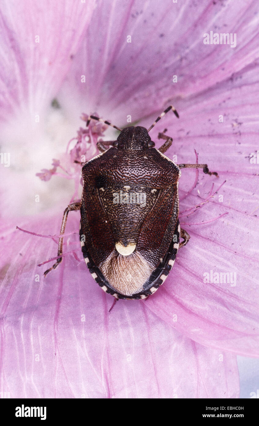 Sphacelatus hi-res stock photography and images - Alamy