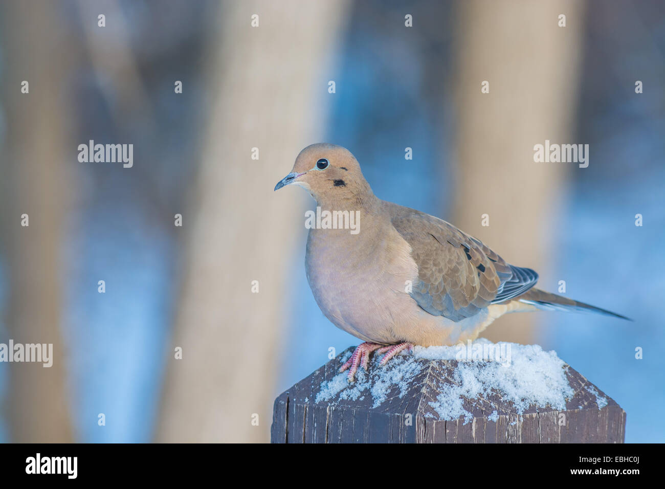 A mourning dove perched on a post with bird seed Stock Photo - Alamy