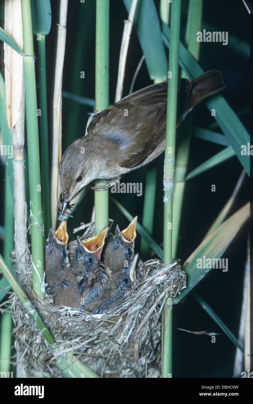 reed warbler (Acrocephalus scirpaceus), feeding begging squeakers Stock ...