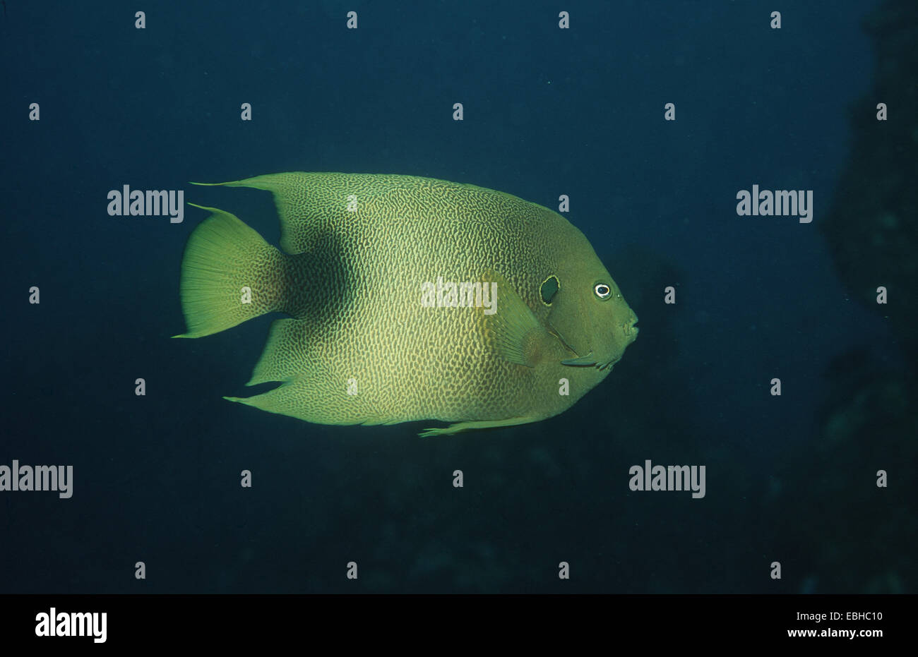 Westafrican angelfish (Holacanthus africanus Stock Photo - Alamy