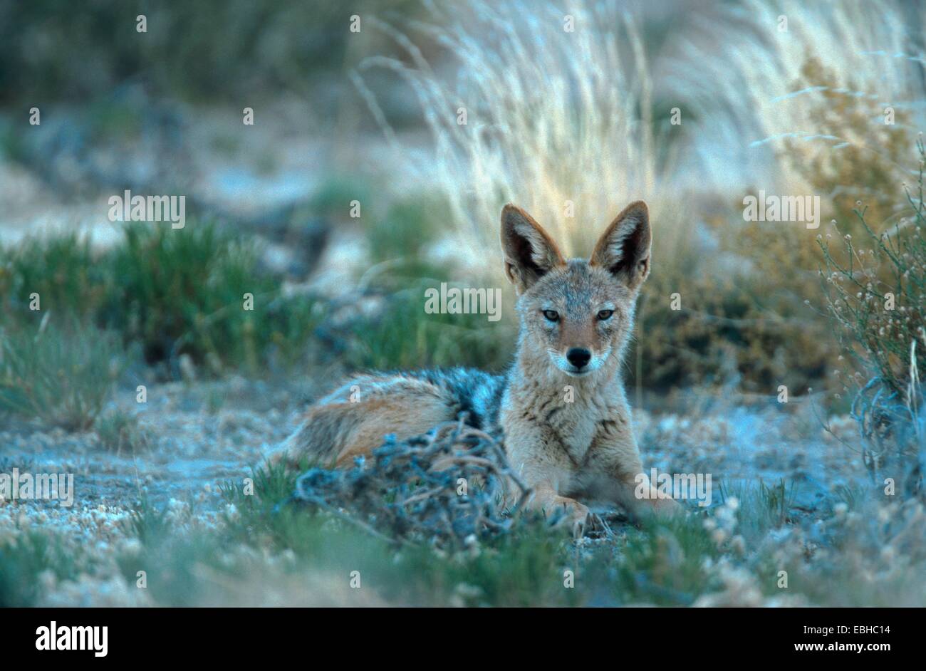 black-backed jackal (Canis mesomelas), resting, Nov 01 Stock Photo - Alamy