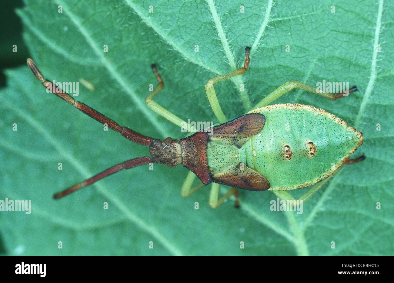 Hawthorn bugs hi-res stock photography and images - Alamy