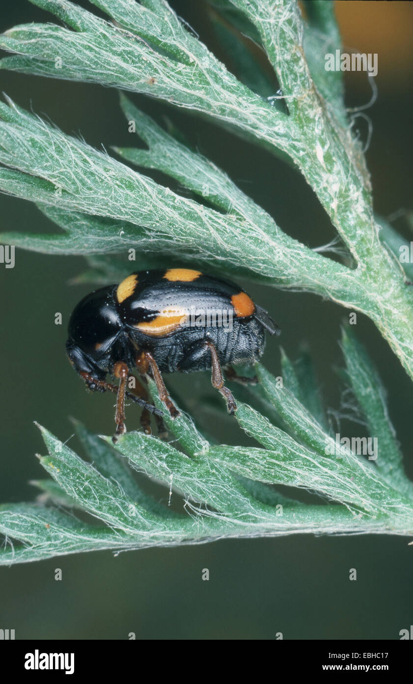 Cryptocephalus beetles hi-res stock photography and images - Alamy