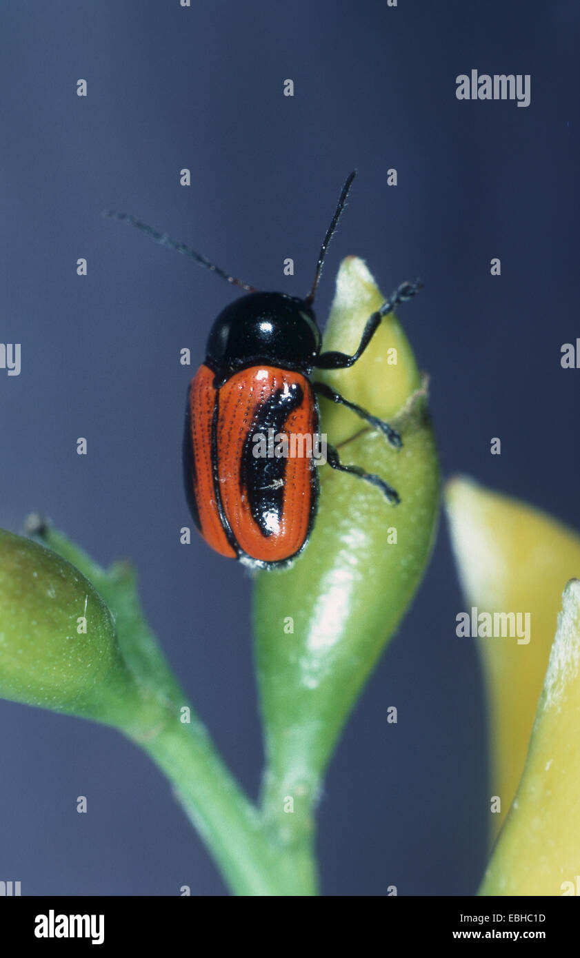 Cryptocephalus beetles hi-res stock photography and images - Alamy