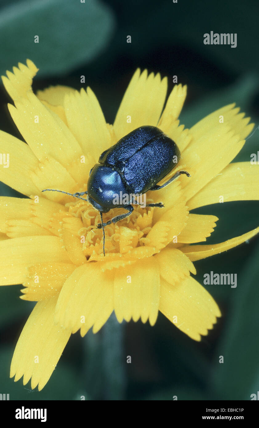 Cryptocephalus beetles hi-res stock photography and images - Alamy