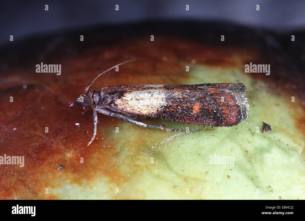 Indian meal moth (Plodia interpunctella), imago Stock Photo - Alamy