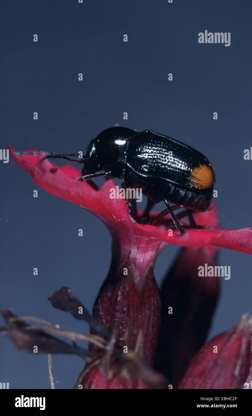 Cryptocephalus biguttatus hi-res stock photography and images - Alamy