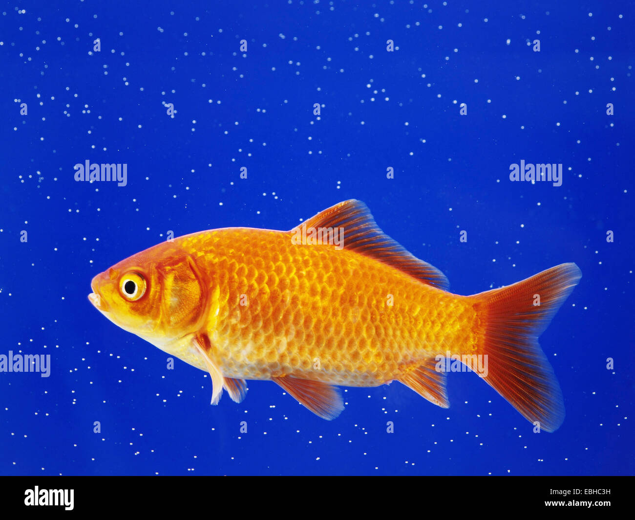 goldfish, common carp (Carassius auratus), goldfish in an aquarium ...