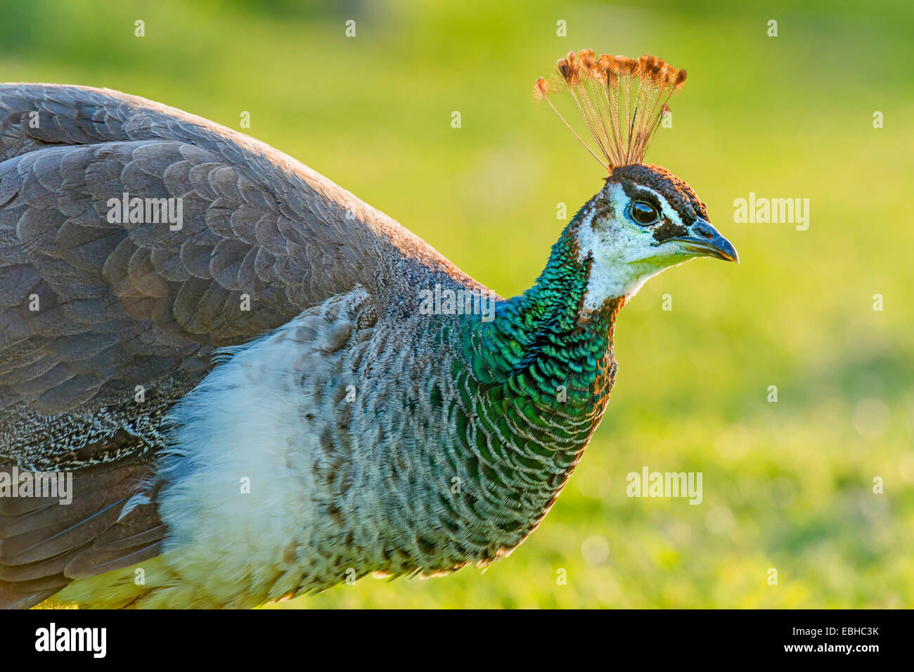 Common peafowl, Indian peafowl, blue peafowl (Pavo cristatus), peahen ...
