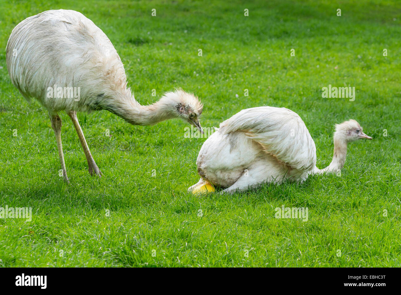 greater rhea (Rhea americana), rhea laying an egg Stock Photo - Alamy