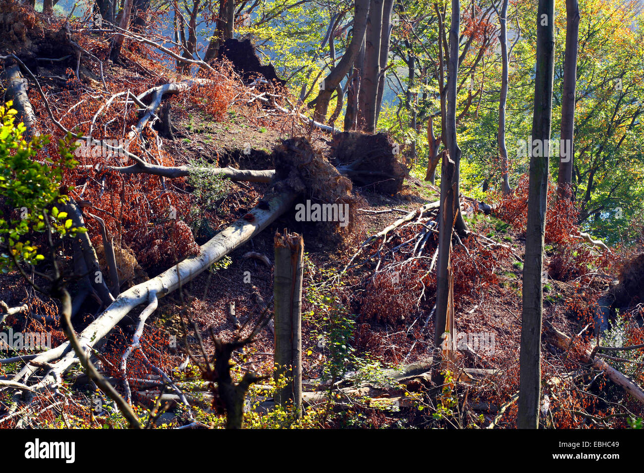 Damage caused by cyclone hi-res stock photography and images - Alamy