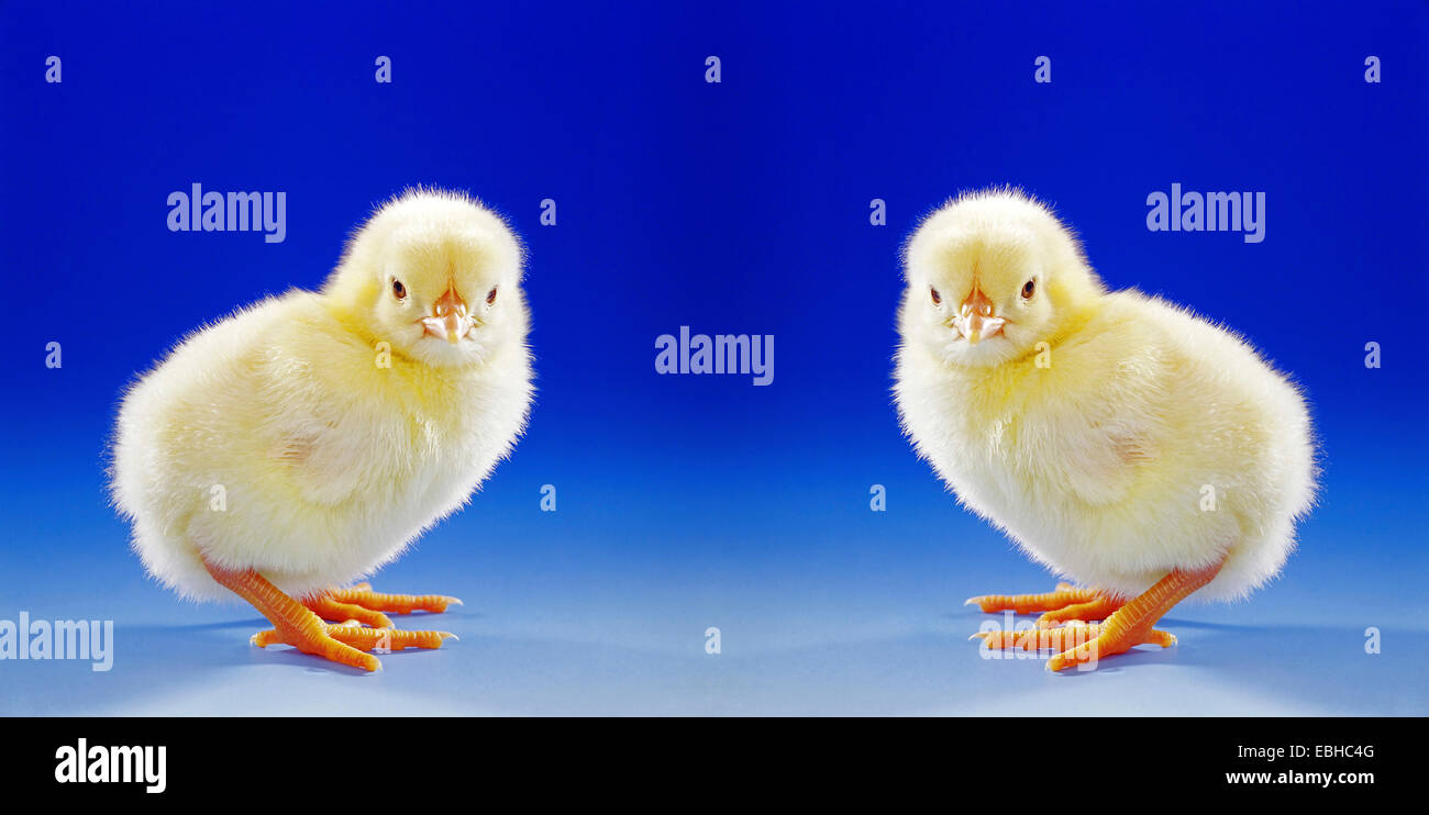 domestic fowl (Gallus gallus f. domestica), two fluffy chicks Stock ...