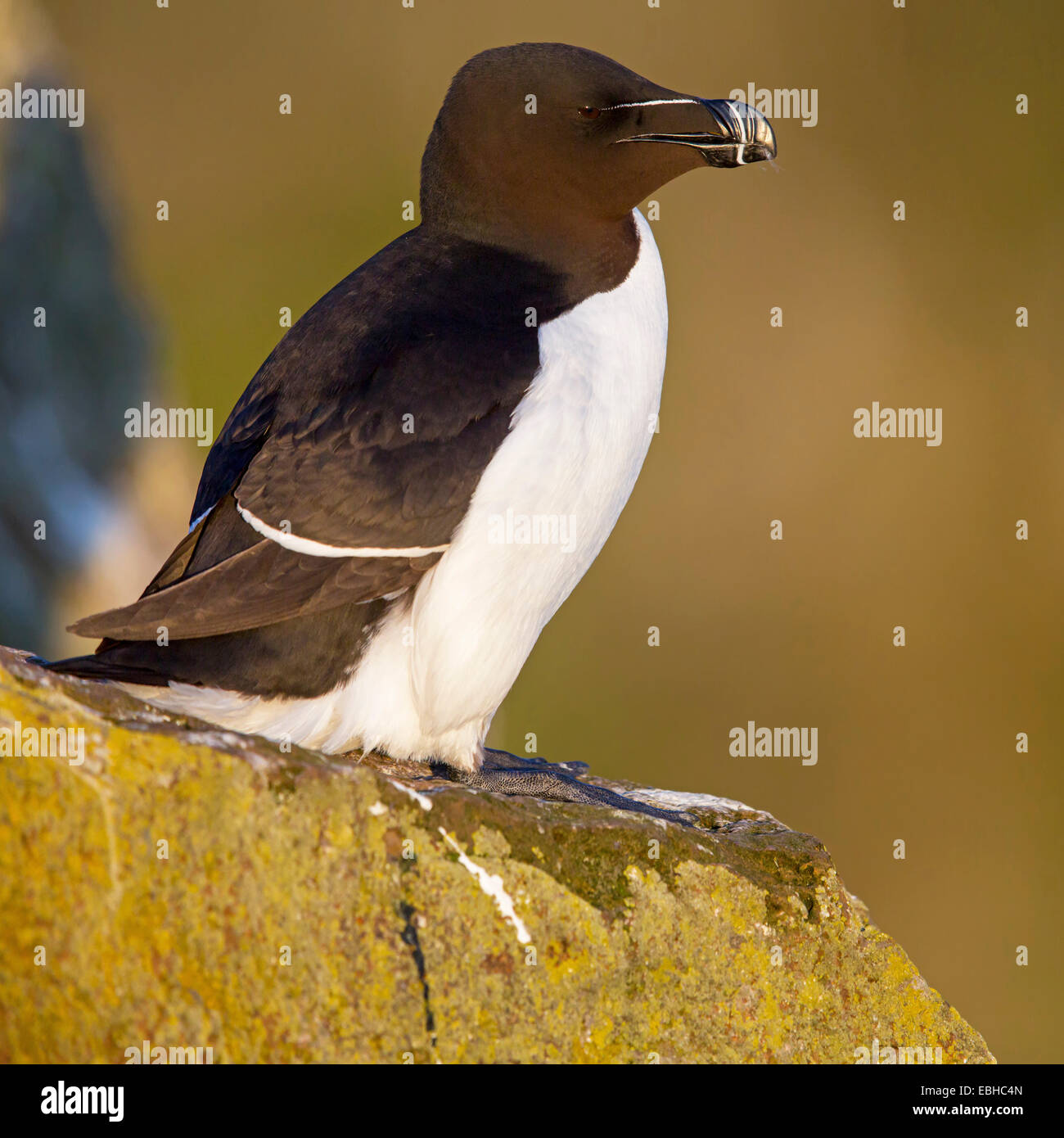 razorbill (Alca torda), on a rock, Iceland, Vestfirdir Stock Photo - Alamy